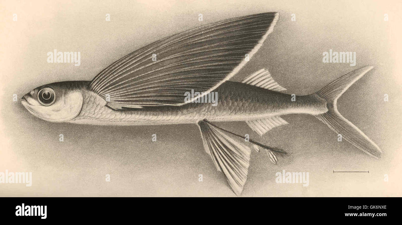 Exonautes gilberti, a species of parasitic wasp, is depicted here. This ...