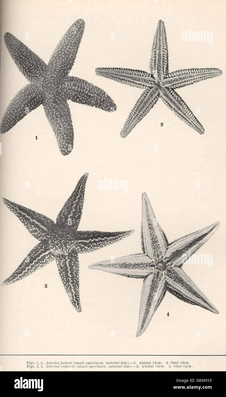 Asterias forbesi (small specimen) and Asterias vulgaris (small specimen ...