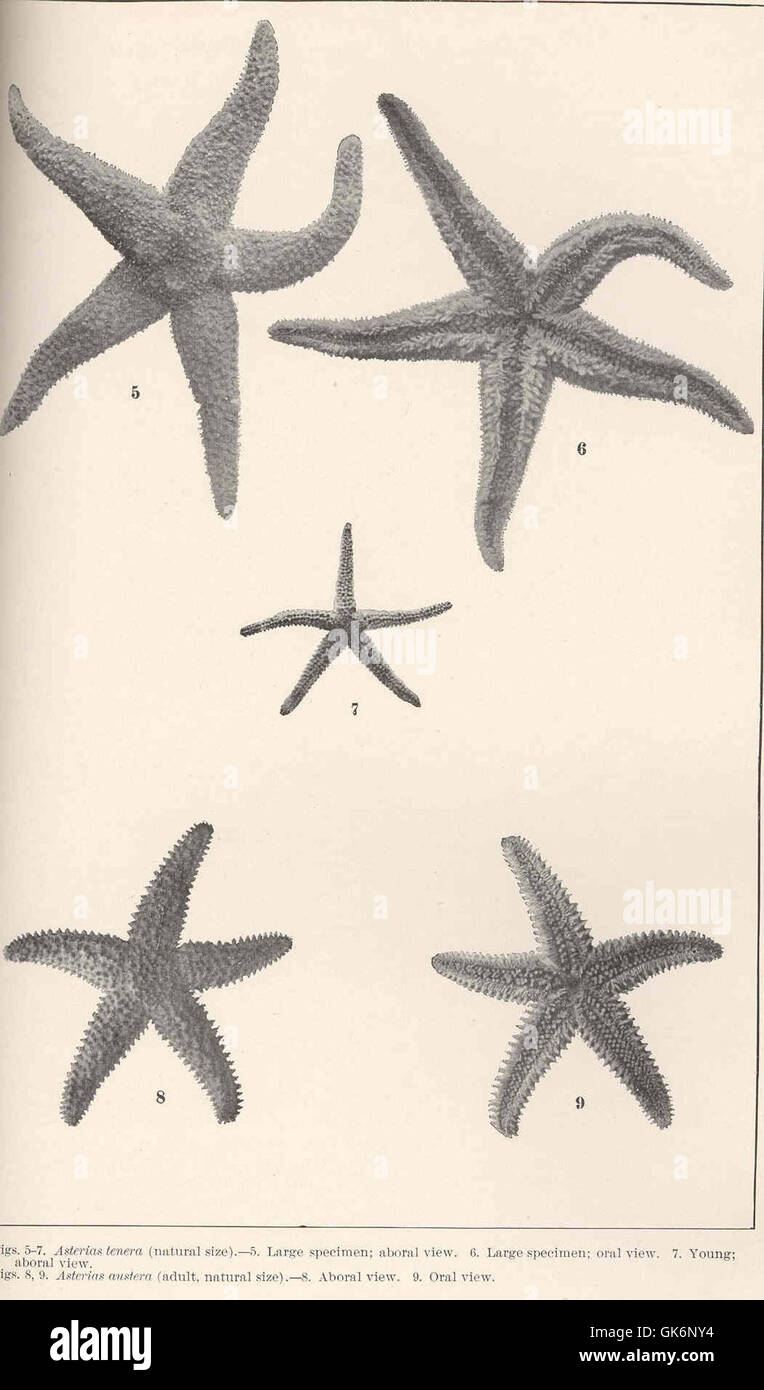 This series of images shows various views of *Asterias tenera*, a ...
