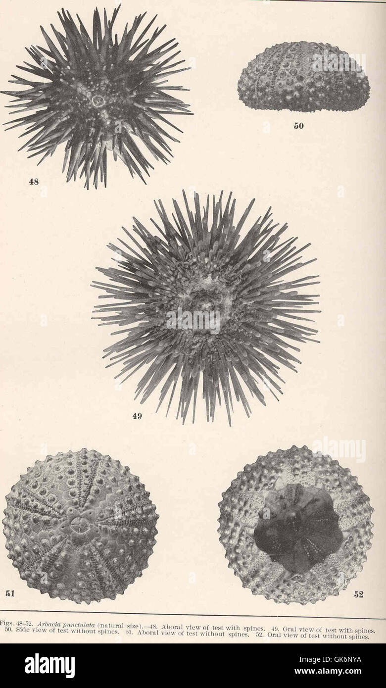 Arbacia punctulata is a species of sea urchin known for its spiny test ...