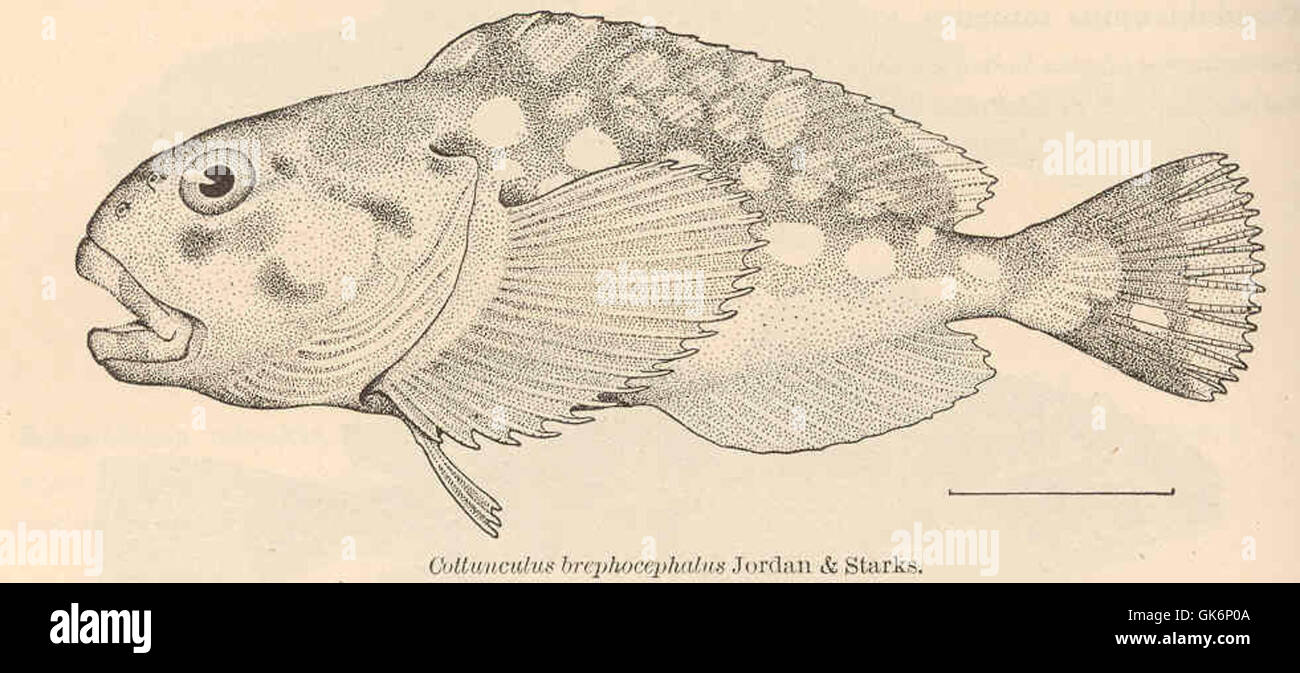 Cottunculus brephocephalus, a species of deep-sea fish identified by ...