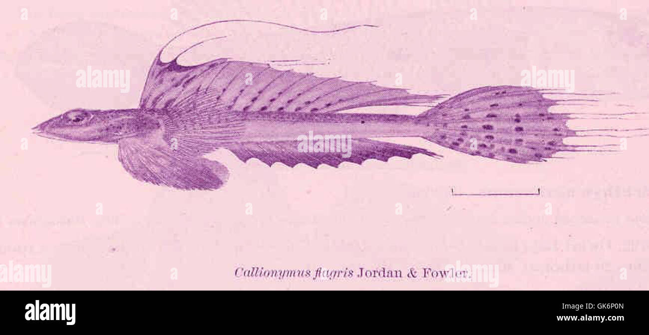 41136 Callionymus flagris Jordan & Fowler Stock Photo - Alamy