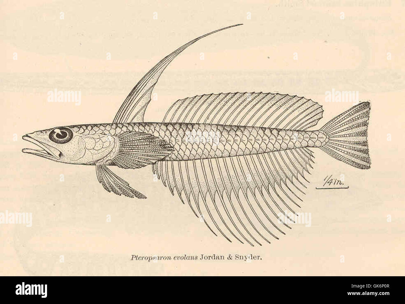 Pteropsaron evolans hi-res stock photography and images - Alamy