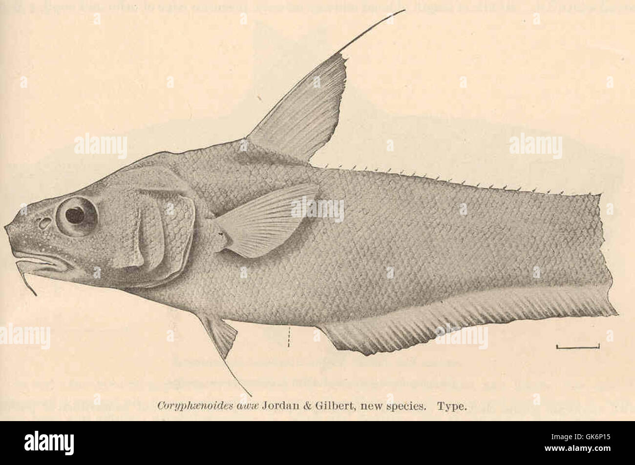 Coryphaenoides awae is a newly identified species of deep-sea fish ...