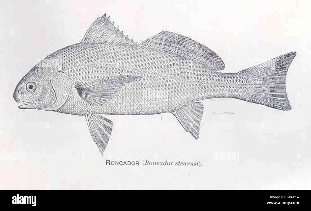 Roncador hi-res stock photography and images - Alamy