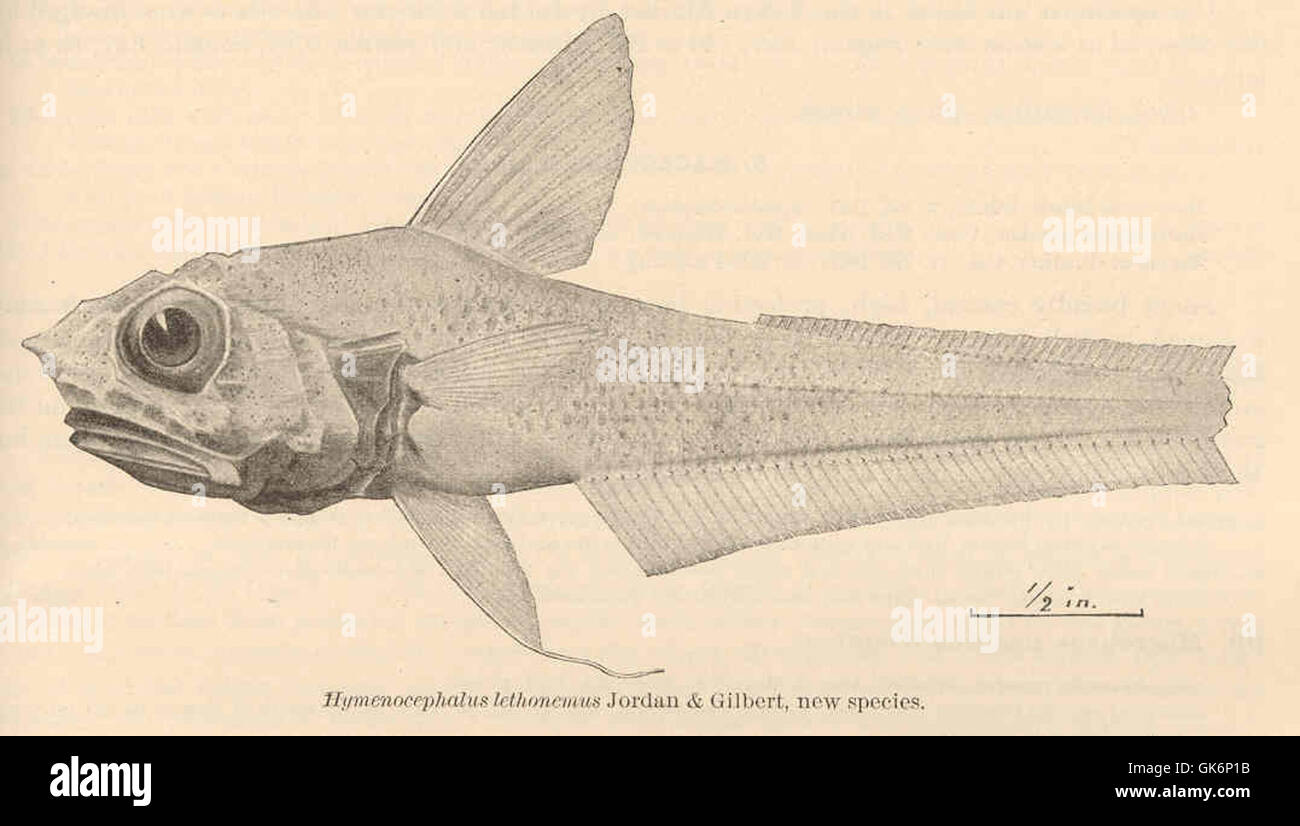 Rattail fish hi-res stock photography and images - Alamy