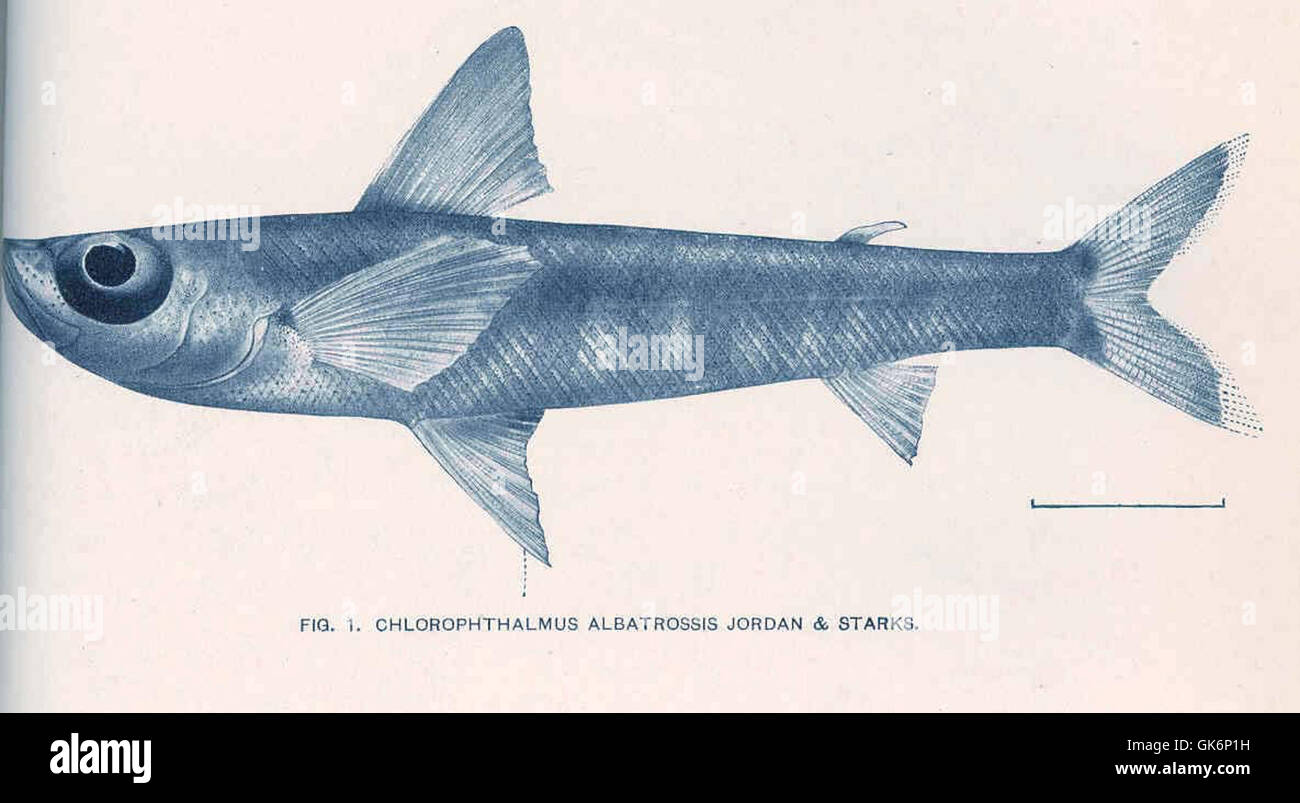 Chlorophthalmus albatrossis, also known as the albatross eye flounder ...