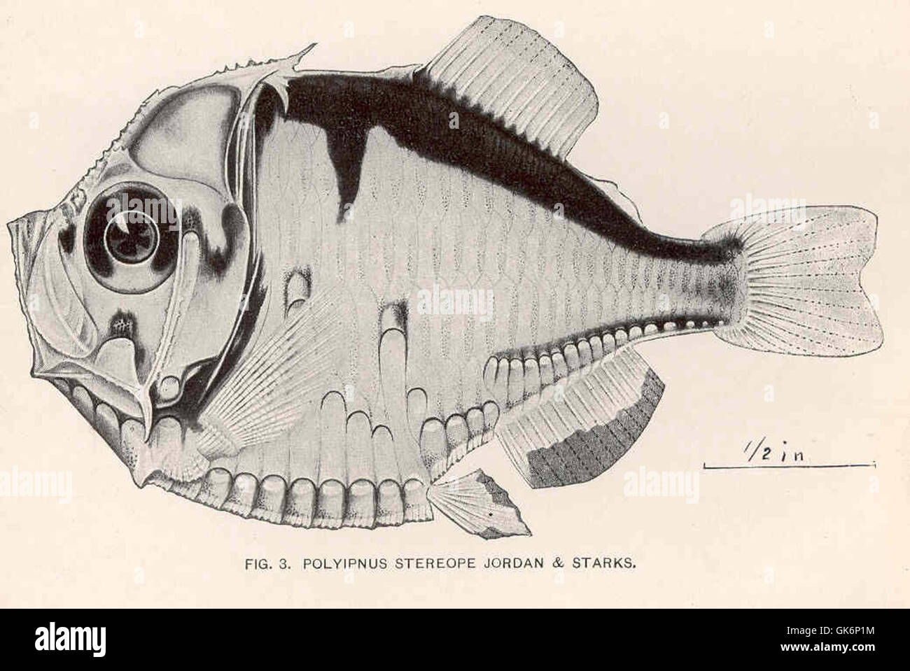 Bioluminescent deep sea fish hi-res stock photography and images - Alamy