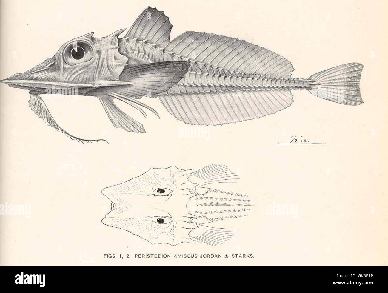 Peristedion amiscus, a species of armored sea robin, was described by ...