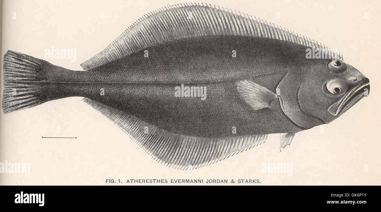 Atheresthes evermanni, a species of flatfish described by Jordan and ...