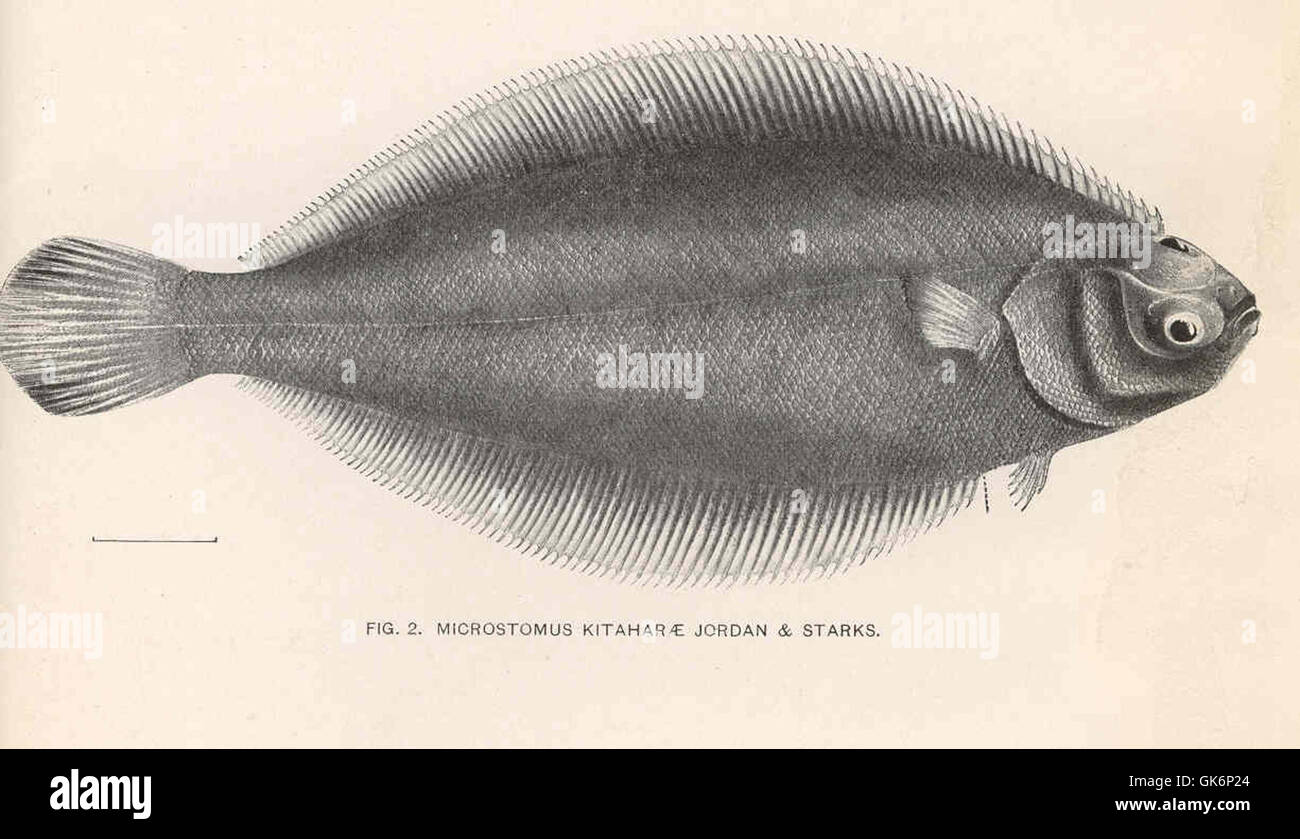 Microstomus hi-res stock photography and images - Alamy