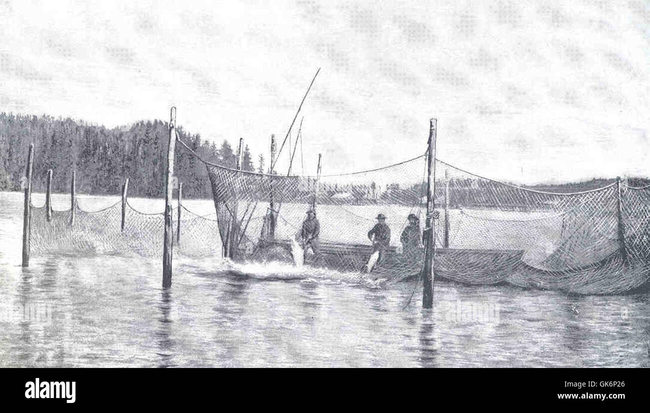 Pound-net fishing (ID 33390) is a traditional method of catching fish ...