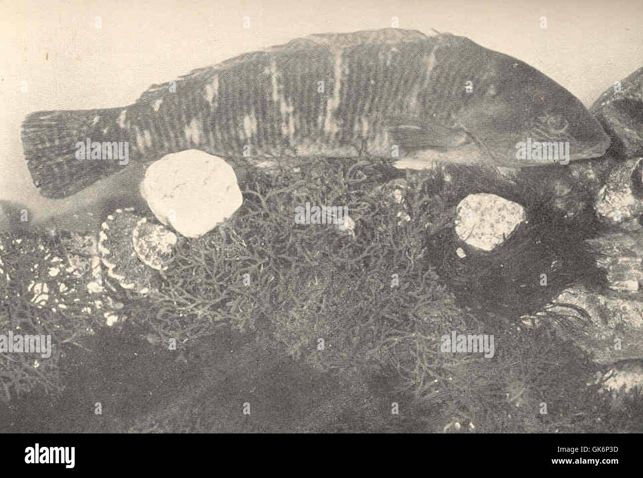 This photo captures a kelp fish from the Santa Catalina Zoological ...
