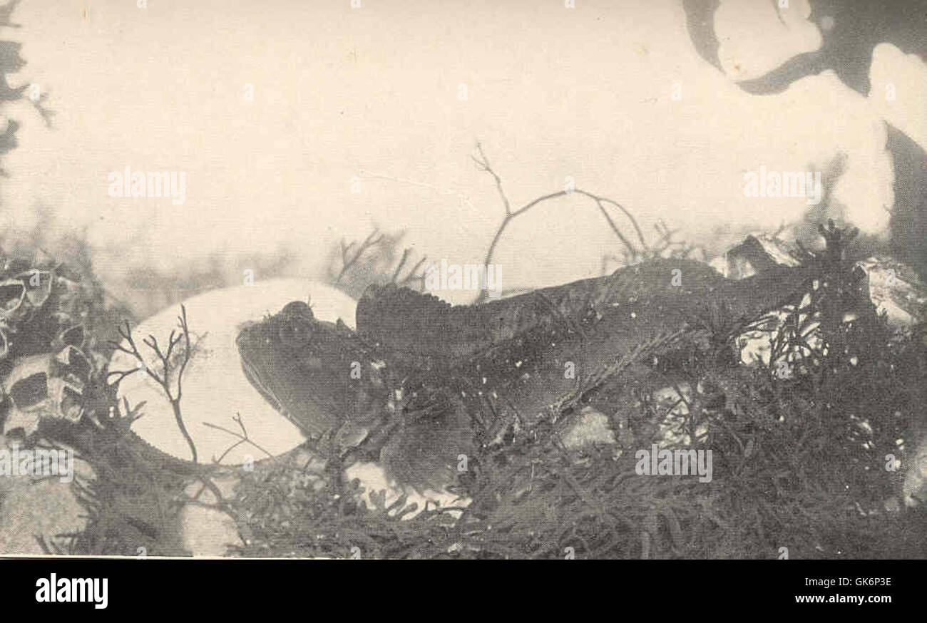 The walking fish, also known as mudskippers, is shown at the Santa ...