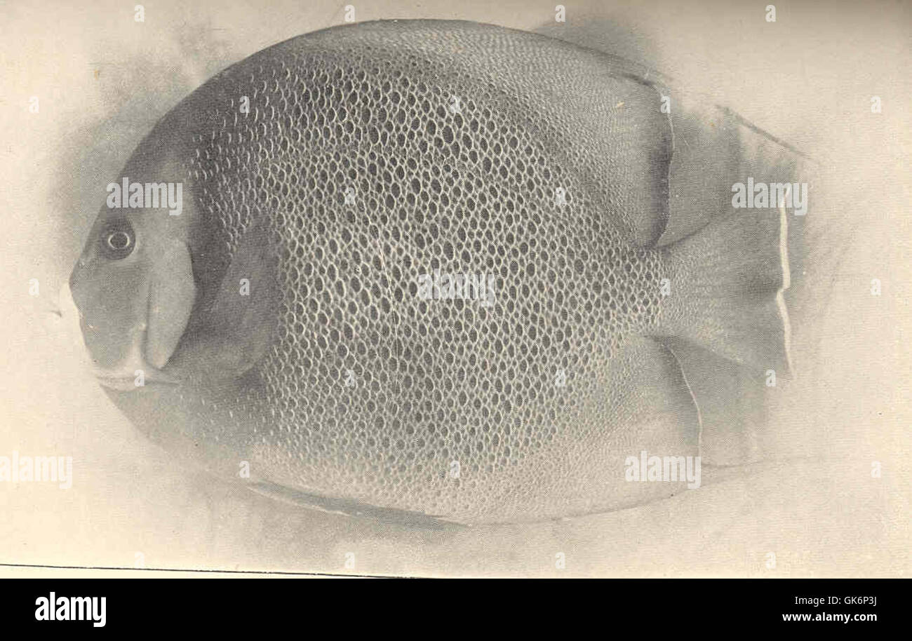 Angel fish are a species found in coral reef ecosystems, known for ...