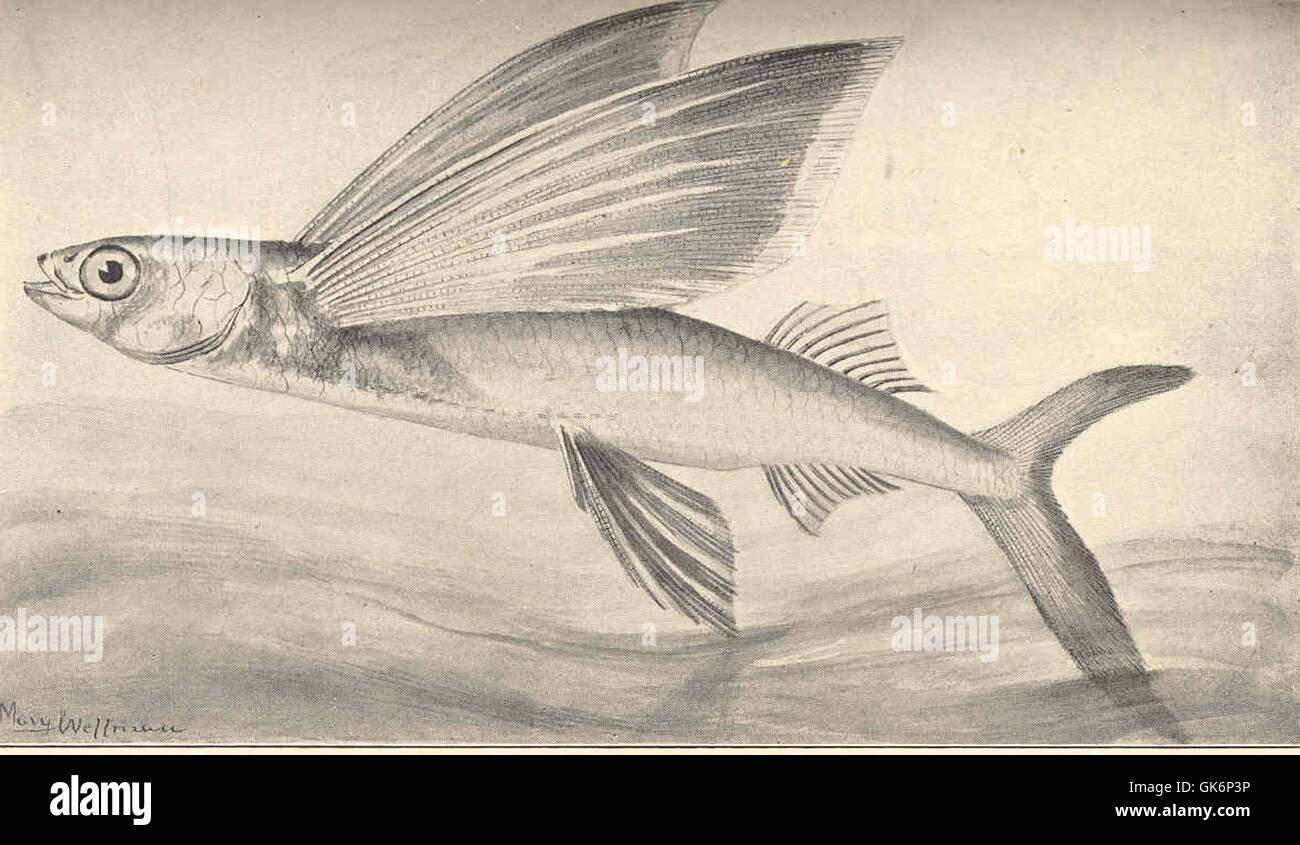 The Santa Catalina Flying Fish, a species known for its ability to ...