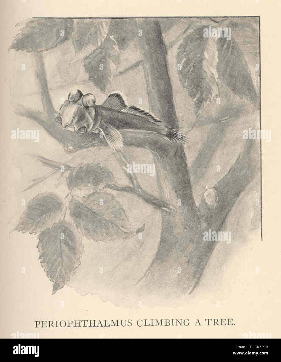 41208 Periophthalmus Climbing a Tree Stock Photo - Alamy