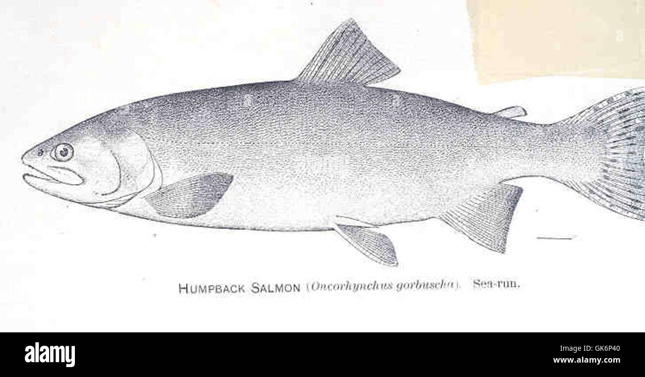 Humpback salmon, a term referring to the salmon species known for their ...