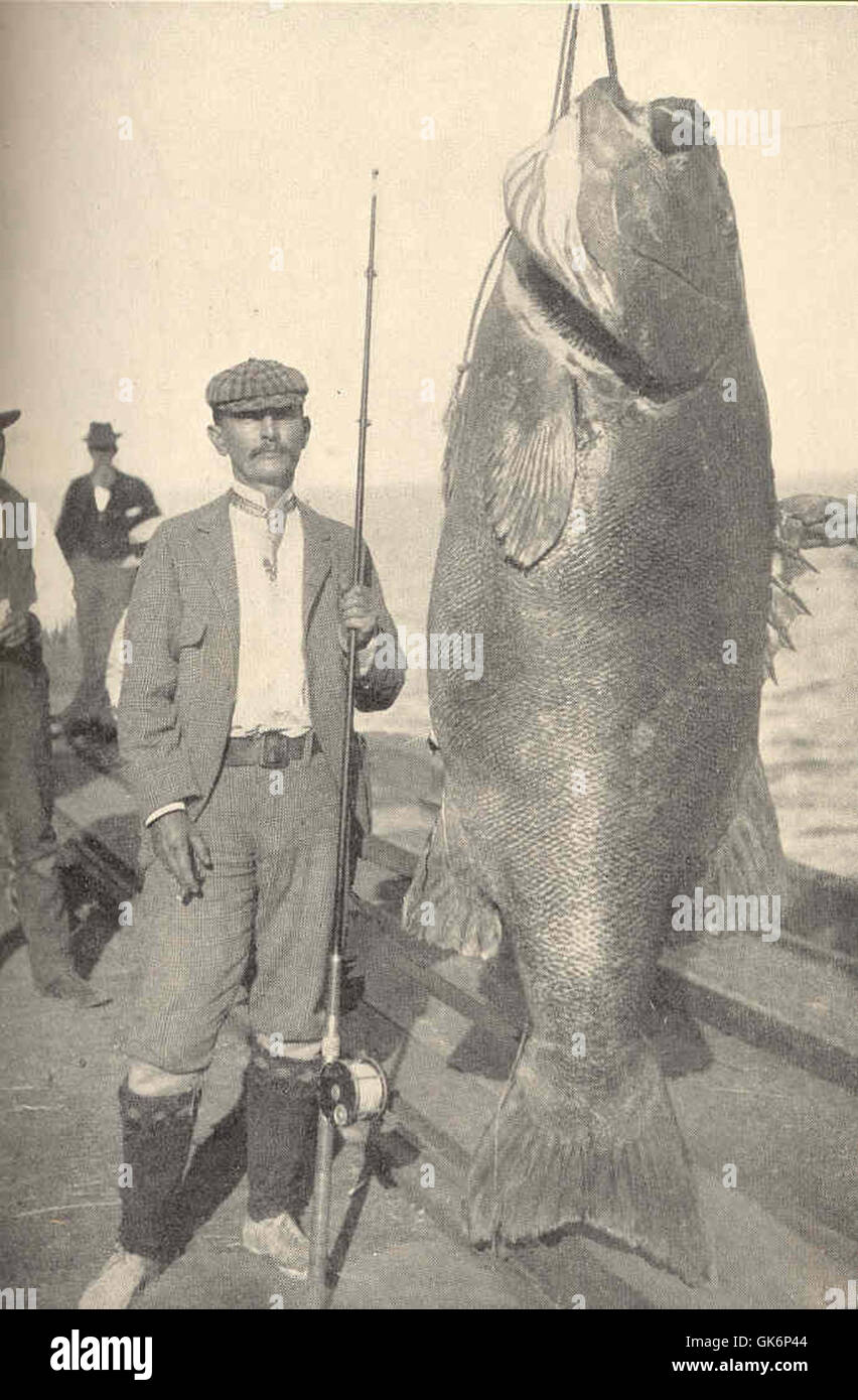 This image depicts a Black Sea Bass caught by T. S. Manning at Santa ...