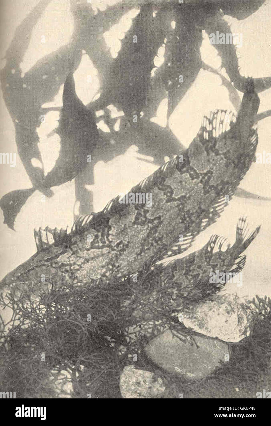 Male and female kelp-fish (Agononida sp.) mimic the appearance of kelp ...