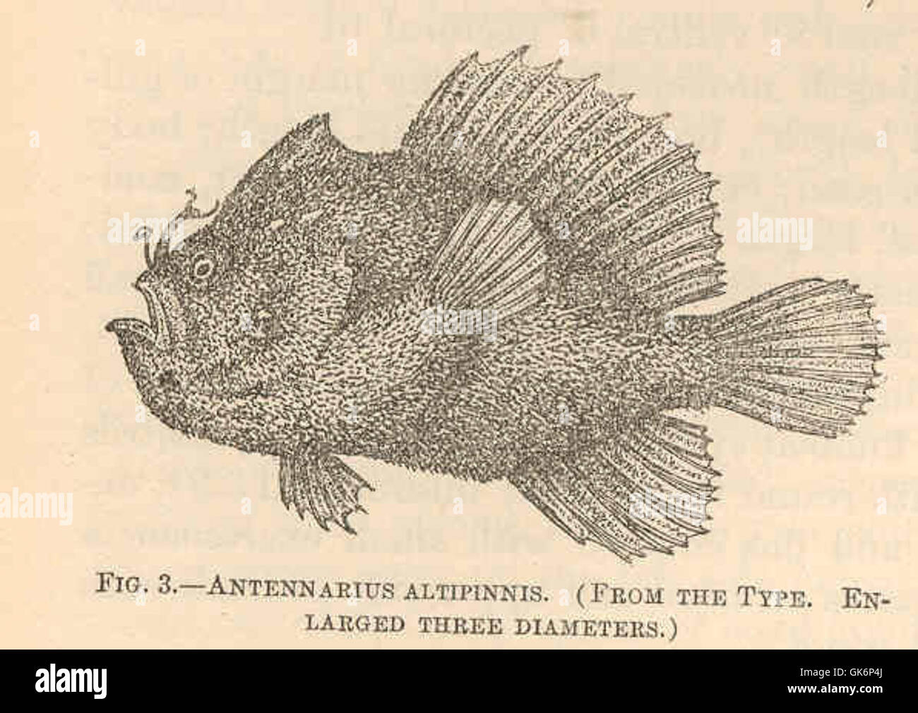 Anglerfish species hi-res stock photography and images - Alamy