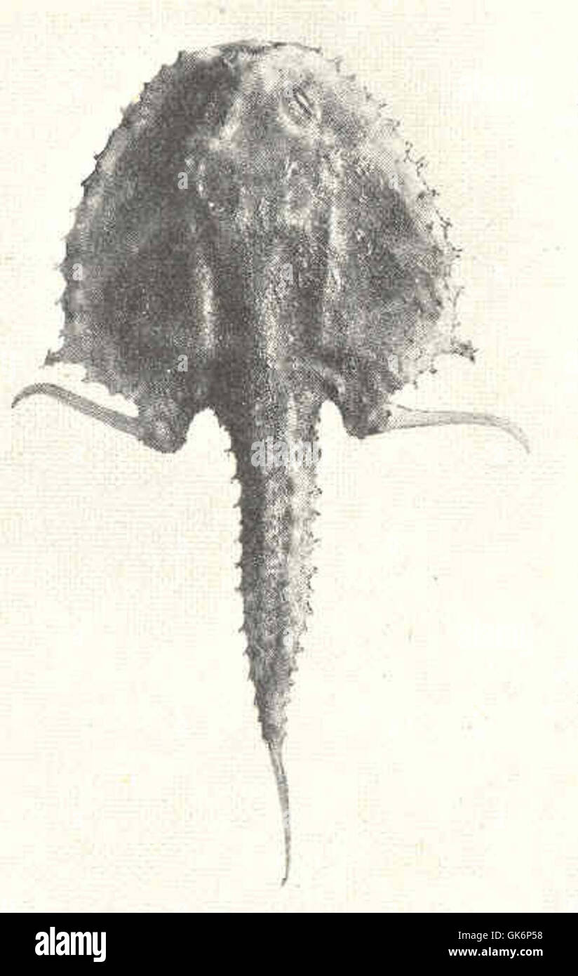 41243 Halicmetus ruber Alcock From station 5123 Dorsal view Stock Photo ...