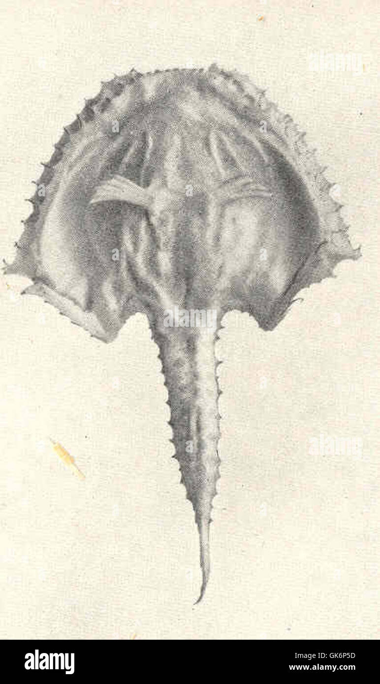 Halicmetus reticulatus, shown from the ventral view, is a species of ...