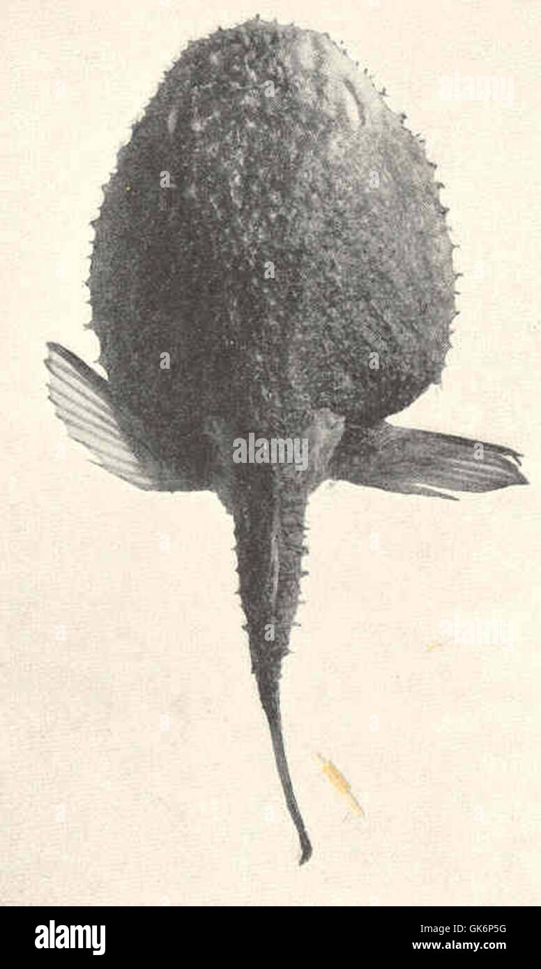 Dibranchus simulus is a species of fish in the genus Dibranchus, and ...