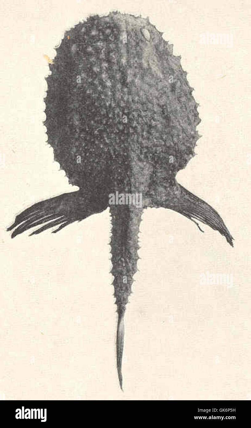 Dorsal view deep sea hi-res stock photography and images - Alamy