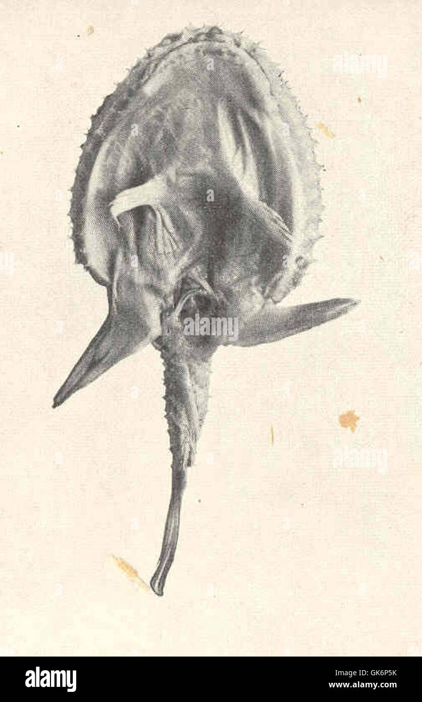 *Dibranchus simulus*, a species of fish, is shown in a ventral view ...