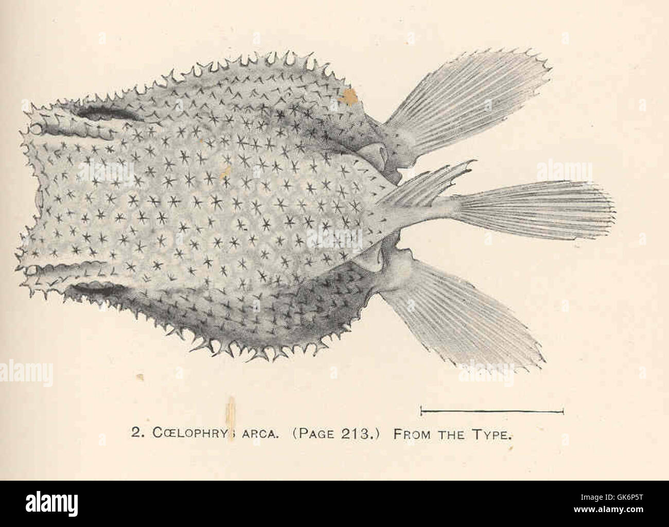 Coelophrys arca is a species of extinct theropod dinosaur from the Late ...