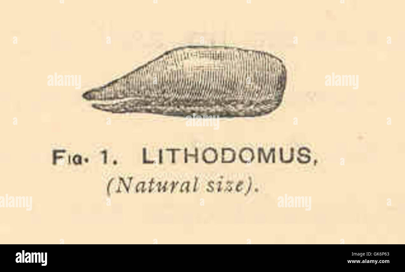 Lithodomus, a genus of marine mollusks, is known for its burrowing ...