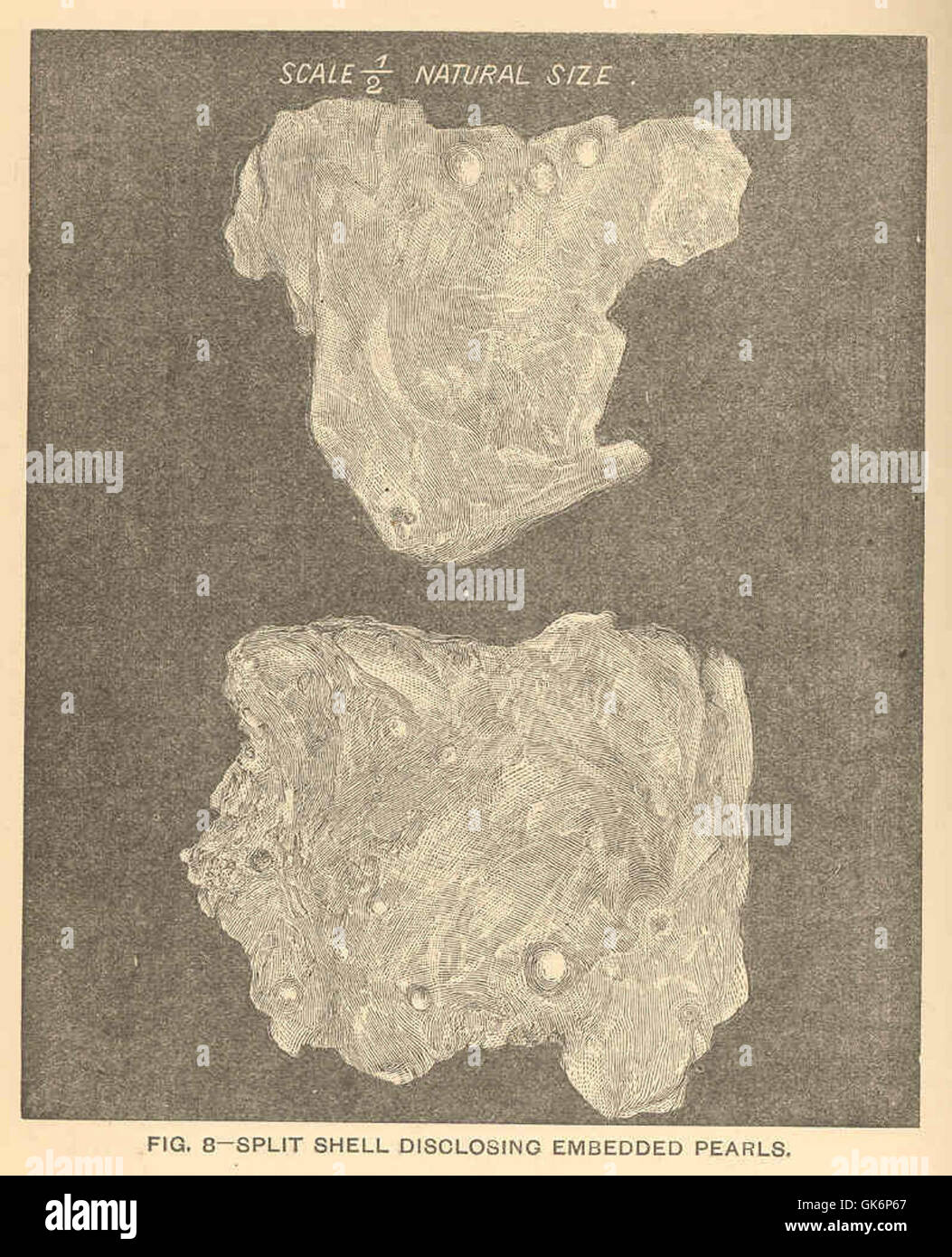 A split shell revealing embedded pearls, a natural phenomenon in ...