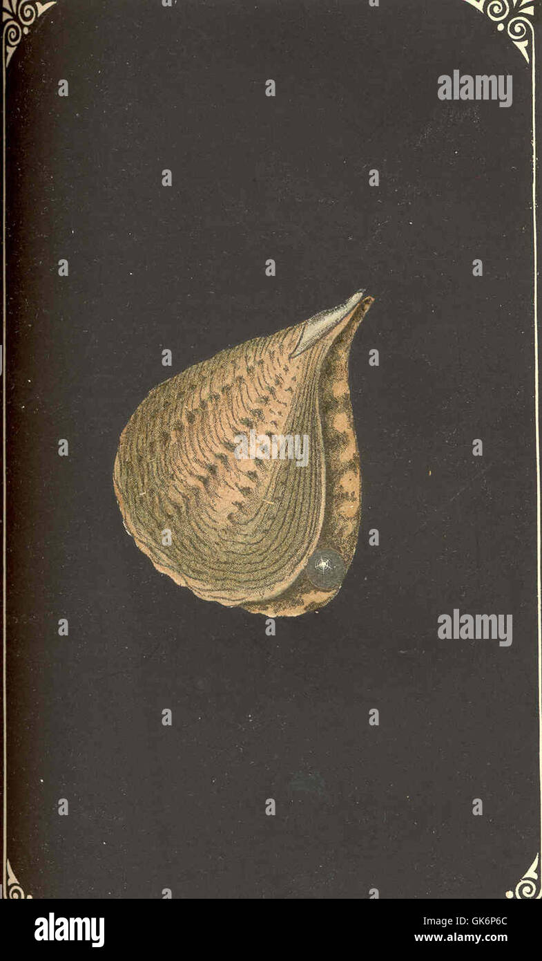 The Black Pearl, an organism found on the Pinna (a type of clam ...