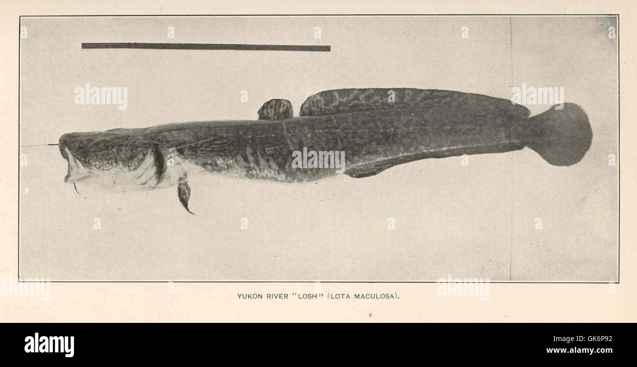 Lota maculosa hi-res stock photography and images - Alamy