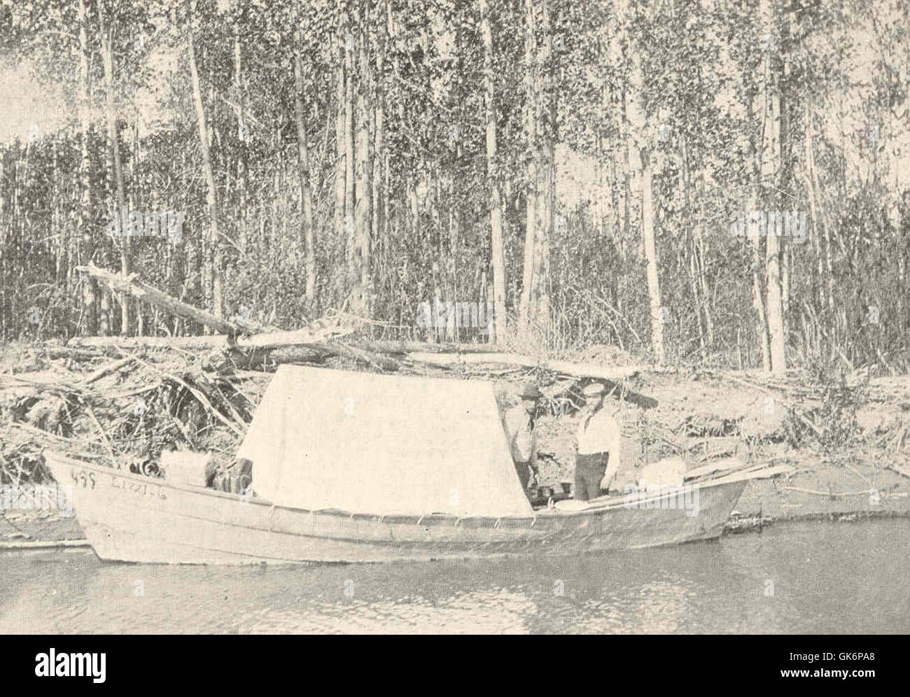 A stand of Populus balsamifera, commonly known as balsam poplar, in the ...