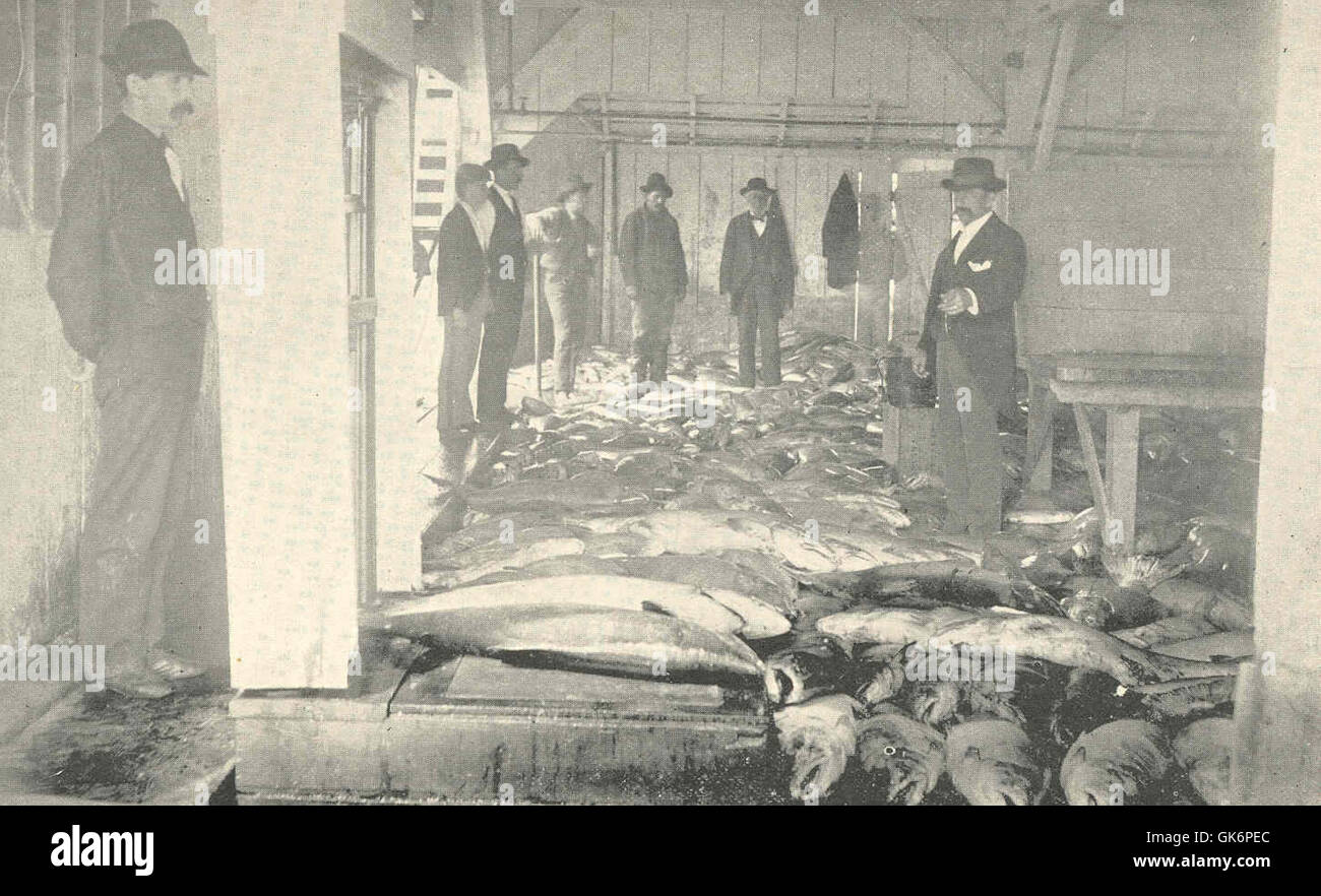 The receiving room in an Astoria cannery is a key area for sorting and ...