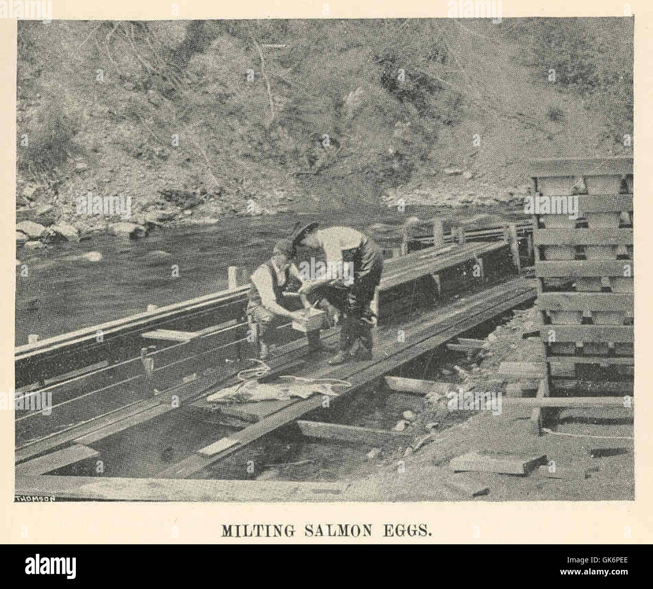 This image depicts milting salmon eggs, a crucial part of the salmon ...