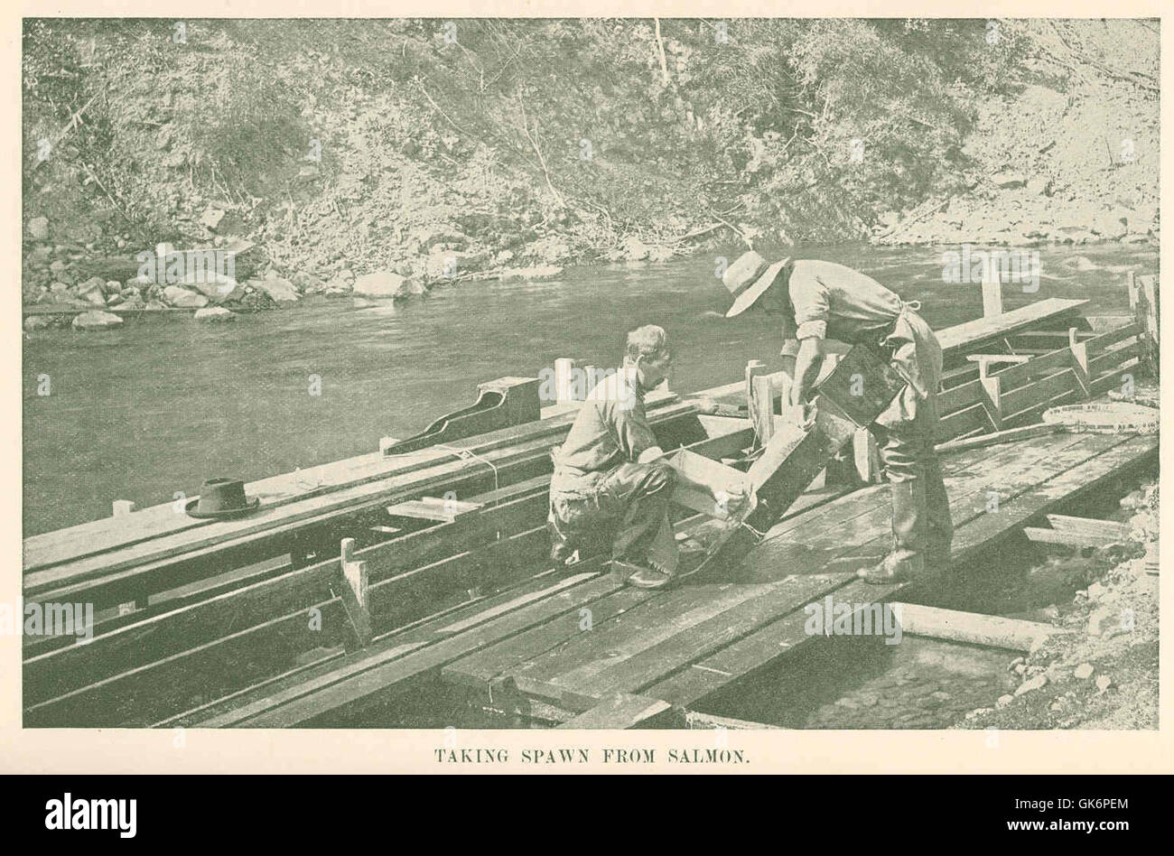 Taking spawn from salmon is an essential process in fish farming and ...