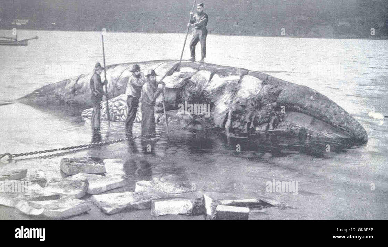 This artwork depicts a whale being cut into sections, a traditional ...