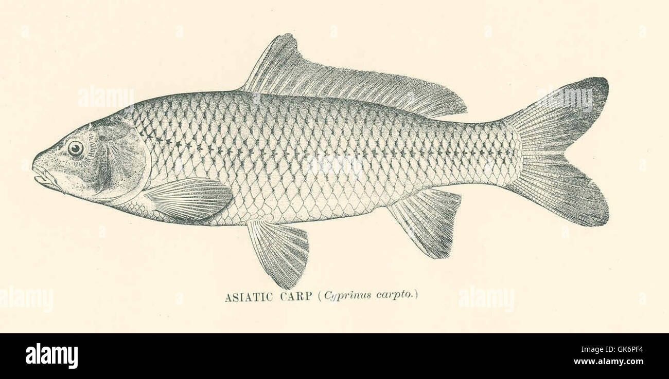 The Asiatic carp, Cyprinus carpio, is a large freshwater fish ...
