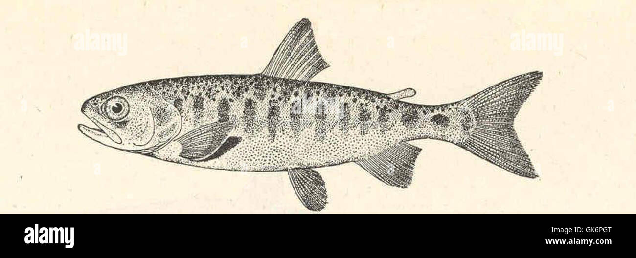 The young Royal Chinook Salmon (Oncorhynchus tshawytscha) is an early ...