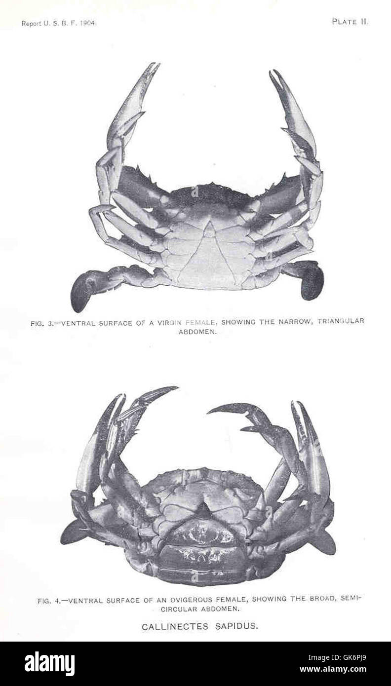 Atlantic blue crab callinectes sapidus hi-res stock photography and ...
