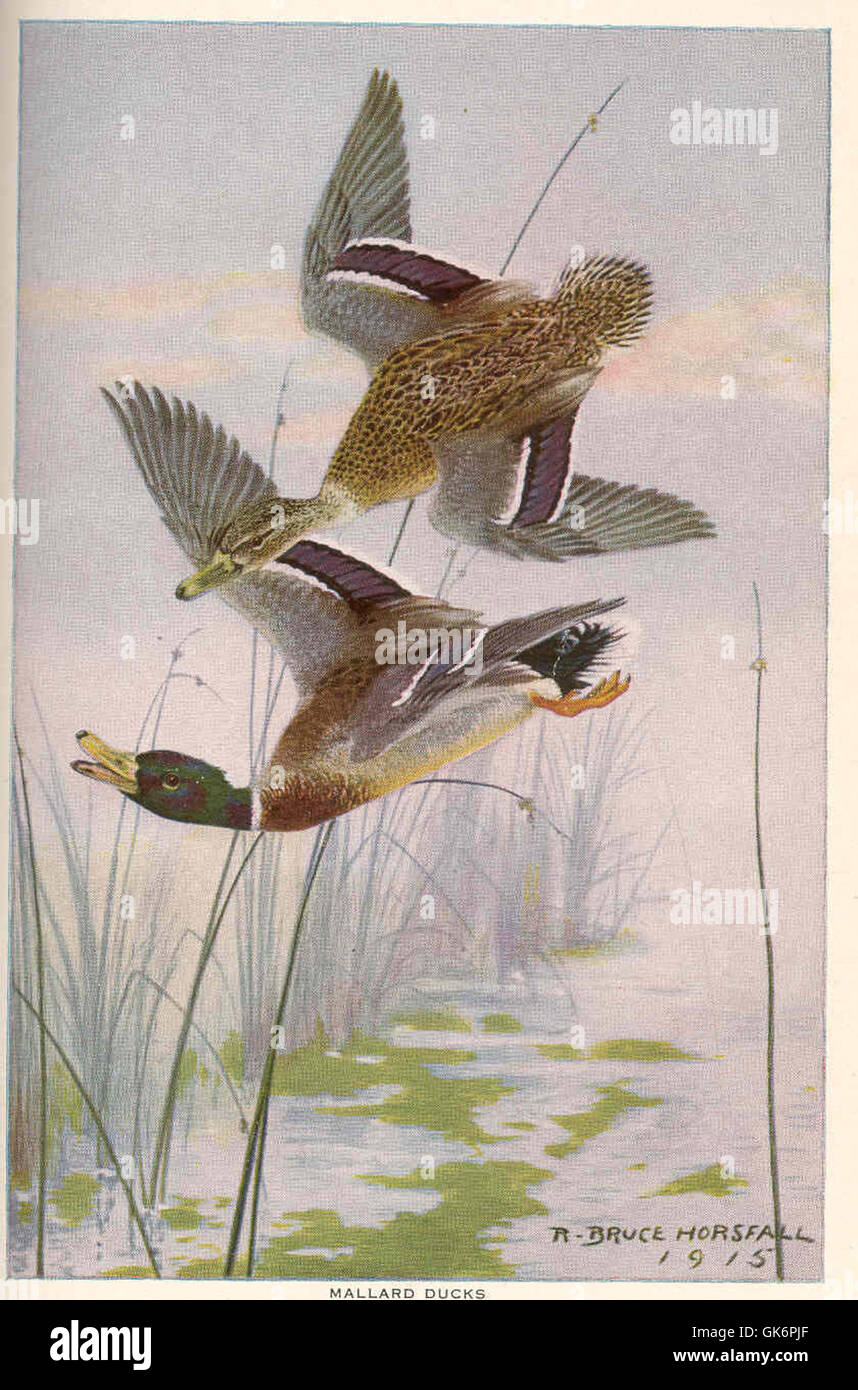 Map of mallard hi-res stock photography and images - Alamy