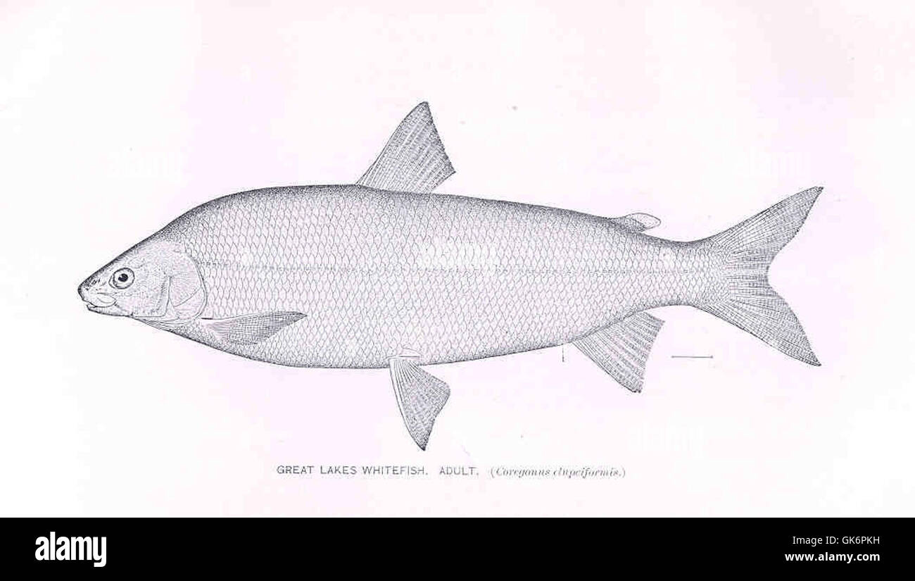 Whitefish map hi-res stock photography and images - Alamy