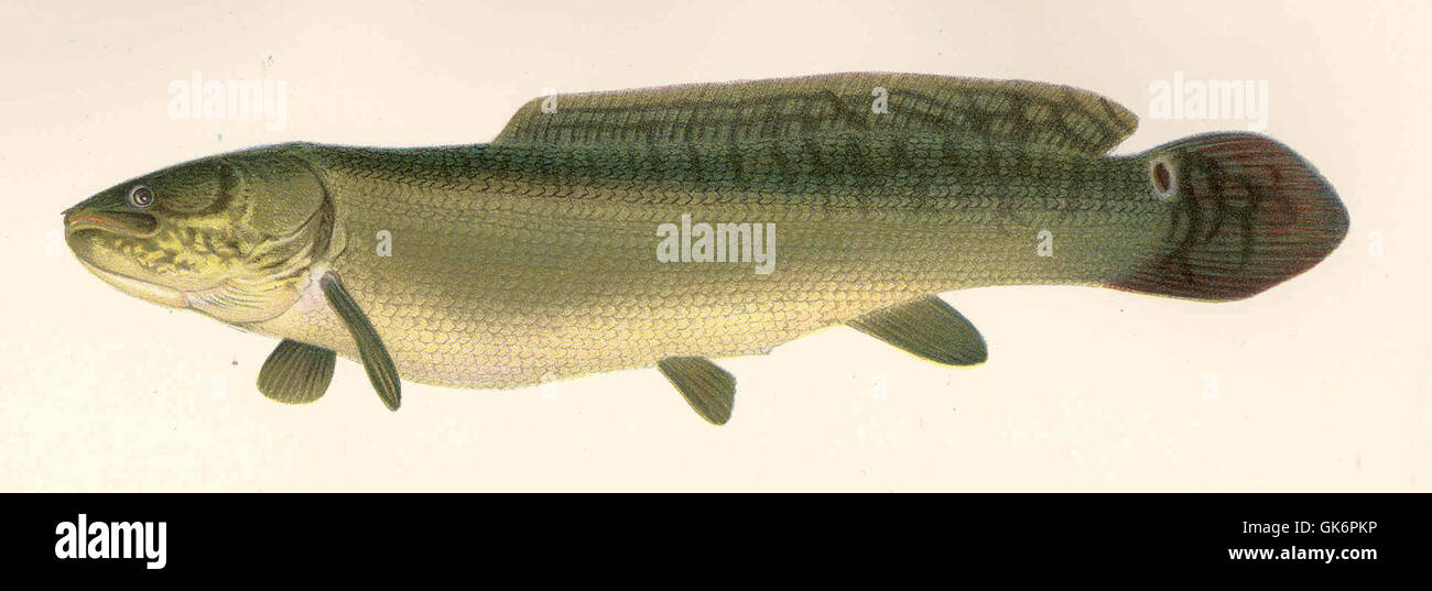 Bowfin amia calva hi-res stock photography and images - Alamy
