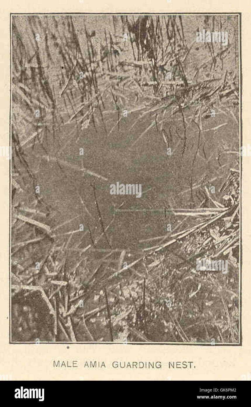 A male Amia, commonly known as the bowfin, is shown guarding its nest ...