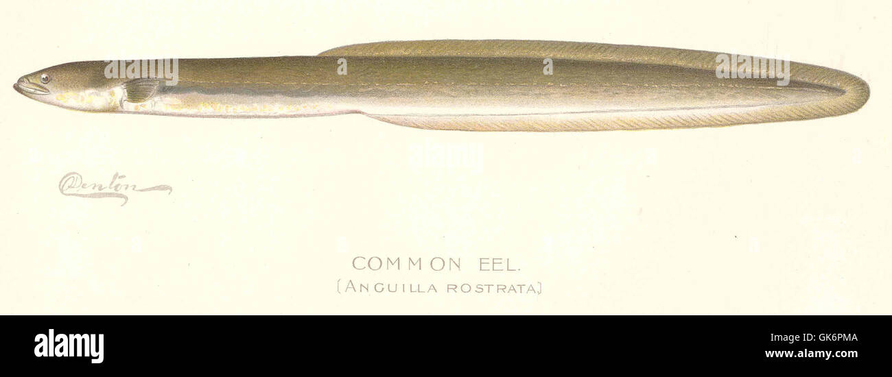 41595 Common Eel (Anguilla rostrata Stock Photo - Alamy
