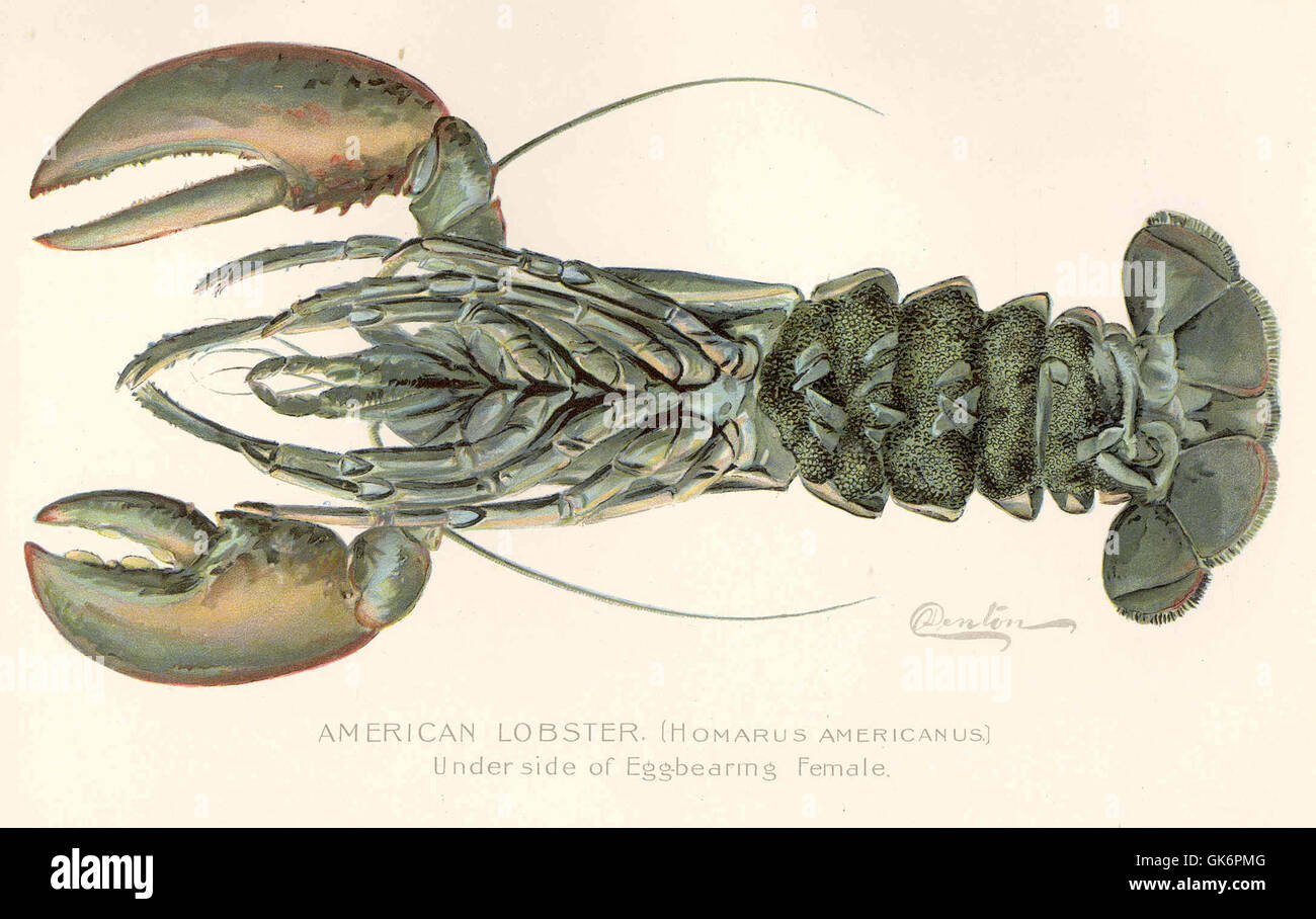 The American Lobster (Homarus americanus) is shown here, focusing on ...