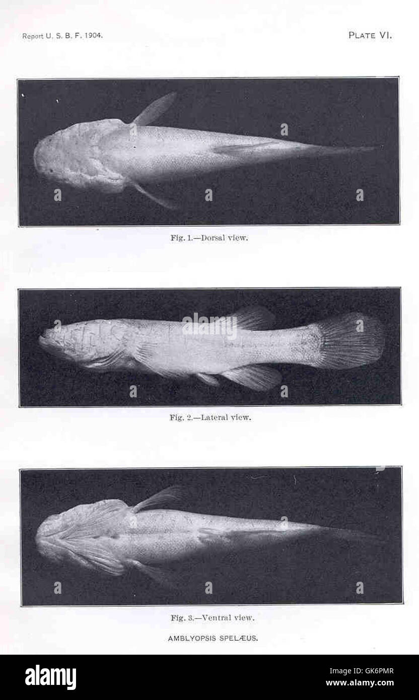 Amblyopsis Spelaeus, commonly known as the cavefish, is a blind fish ...